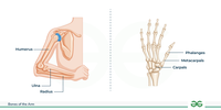 Bones of the Arm - Diagram and Characteristics - GeeksforGeeks