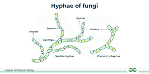 Hyphae in Fungus - Meaning, Structure, and Types - GeeksforGeeks