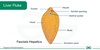 Diagram of Fasciola hepatica: Classification and Structure - GeeksforGeeks