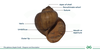 Pila globosa - Diagram, Classification and Structure - GeeksforGeeks