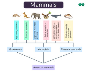 Mammals - GeeksforGeeks