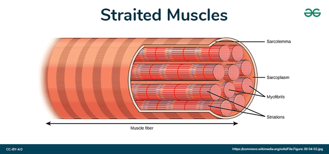 Definition, Types, Structure, and Functions of Muscles - GeeksforGeeks