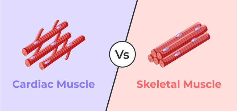 Definition, Types, Structure, and Functions of Muscles - GeeksforGeeks