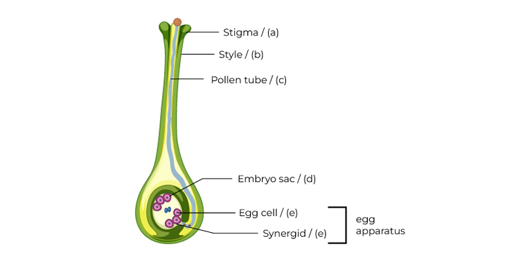 Previous Year Question Paper for CBSE Class 12 Biology - 2020 - GeeksforGeeks