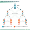 Difference between Conservative and Semiconservative Replication - GeeksforGeeks