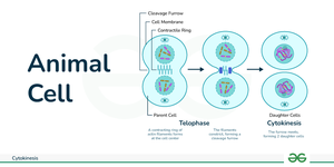 What is Cytokinesis? - Definition, Process & Importance - GeeksforGeeks