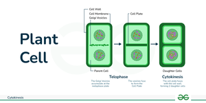 What is Cytokinesis? - Definition, Process & Importance - GeeksforGeeks