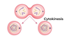 What is Cytokinesis? - Definition, Process & Importance - GeeksforGeeks
