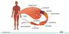 Skeletal Muscle -Structure, Function, Types, and Properties - GeeksforGeeks