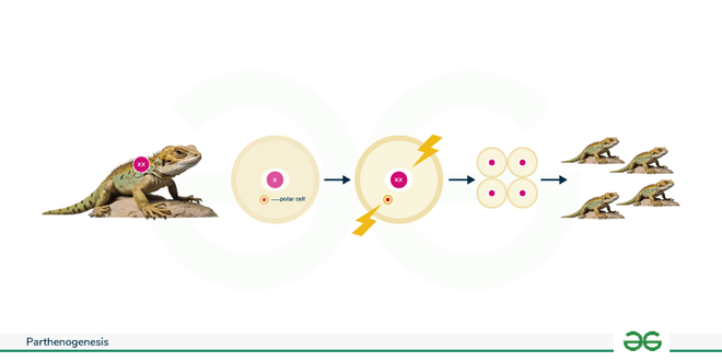 Parthenogenesis - Examples, Types, and Significance - GeeksforGeeks