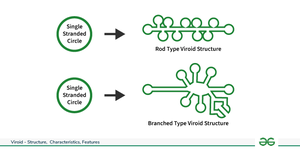 Viroids - Structure, Characteristics, Features, and Diseases ...