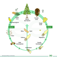 An Overview of Life Cycle of Pinus - GeeksforGeeks