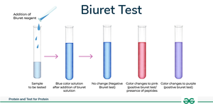 Protein and Test for Protein - GeeksforGeeks