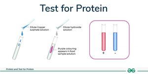 Protein and Test for Protein - GeeksforGeeks