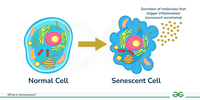 What is Senescence? - Senescent Cells And Senescence In Plants ...