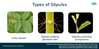 Stipule of Leaf - Functions and Types - GeeksforGeeks