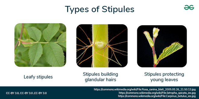 Stipule of Leaf - Functions and Types - GeeksforGeeks