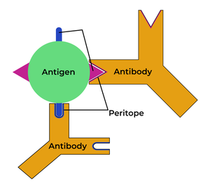 Types of Antigen-Antibody Reaction - GeeksforGeeks