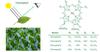 Why are plants green? - GeeksforGeeks