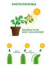 Tropic Movements In Plants - GeeksforGeeks