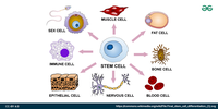 Explore the Different Types of Cells in Human Body - GeeksforGeeks