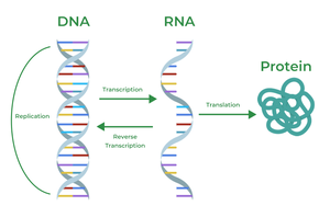 Central Dogma of Molecular Biology - GeeksforGeeks