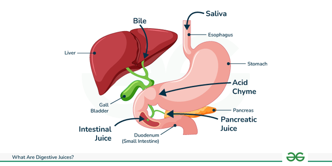 What Are Digestive Juices? - GeeksforGeeks