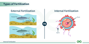Internal Fertilization - GeeksforGeeks