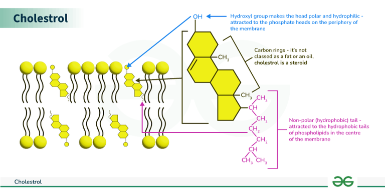 Cholesterol - GeeksforGeeks