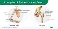 Ball and Socket Joint - GeeksforGeeks