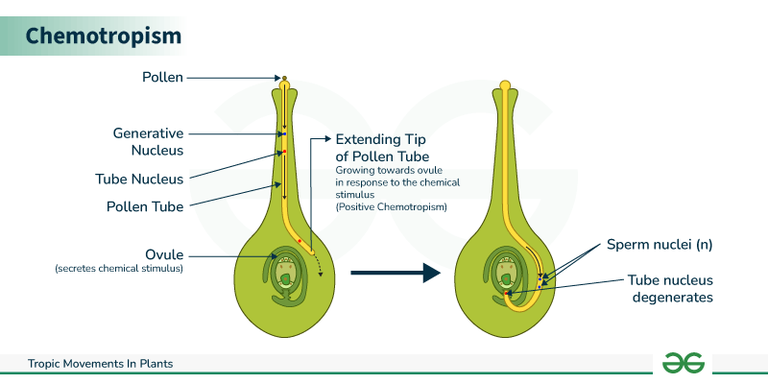 Tropic Movements In Plants - GeeksforGeeks