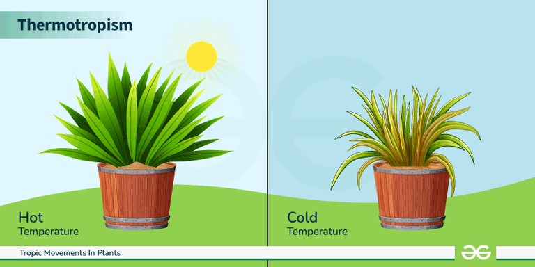 Tropic Movements In Plants - GeeksforGeeks