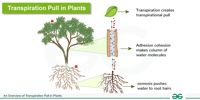 Transpiration Pull in Plants - GeeksforGeeks