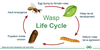 Wasp Life Cycle - GeeksforGeeks