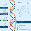 Why is DNA Negatively Charged? - GeeksforGeeks