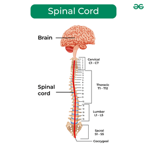 Diagram of Nervous System - GeeksforGeeks