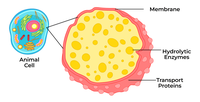 Difference Between Lysosomes and Ribosomes - GeeksforGeeks