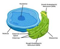 Plant Cell - GeeksforGeeks