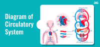 Diagram of Human Circulatory System - GeeksforGeeks