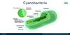 Cyanobacteria - Structure, Examples, Characteristics - GeeksforGeeks