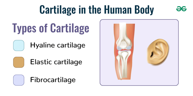 Cartilage in the Human Body - GeeksforGeeks