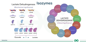 Isozymes - GeeksforGeeks