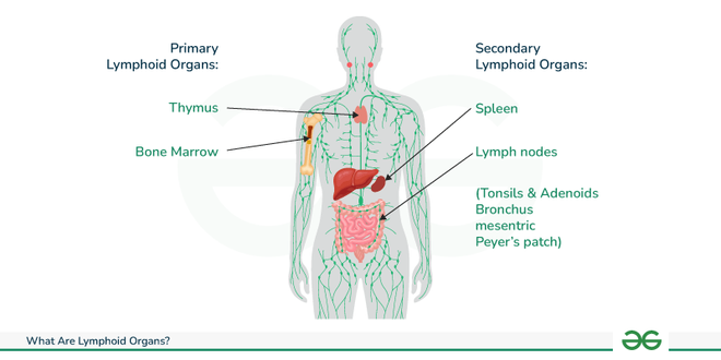 What Are Lymphoid Organs? | GeeksforGeeks