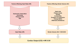 Cardiac Output - GeeksforGeeks