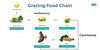 Overview of Grazing Food Chain - GeeksforGeeks
