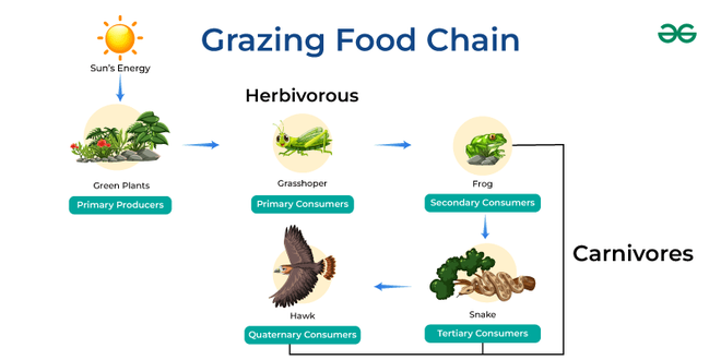Overview of Grazing Food Chain - GeeksforGeeks