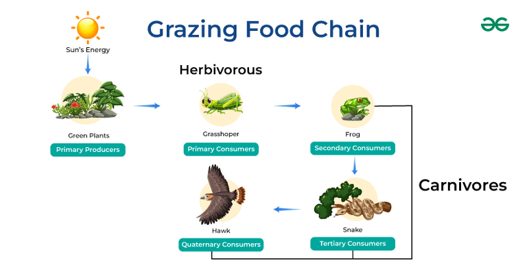Overview of Grazing Food Chain - GeeksforGeeks