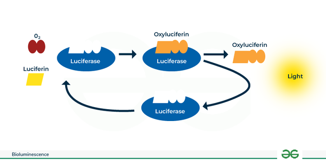 Bioluminescence - GeeksforGeeks