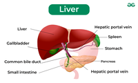 Diagram of Liver - GeeksforGeeks