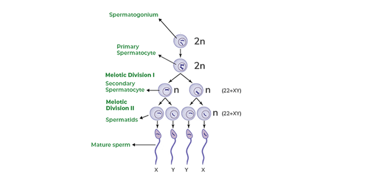CBSE Class 12 Biology Previous Year Question Paper - 2023 - GeeksforGeeks
